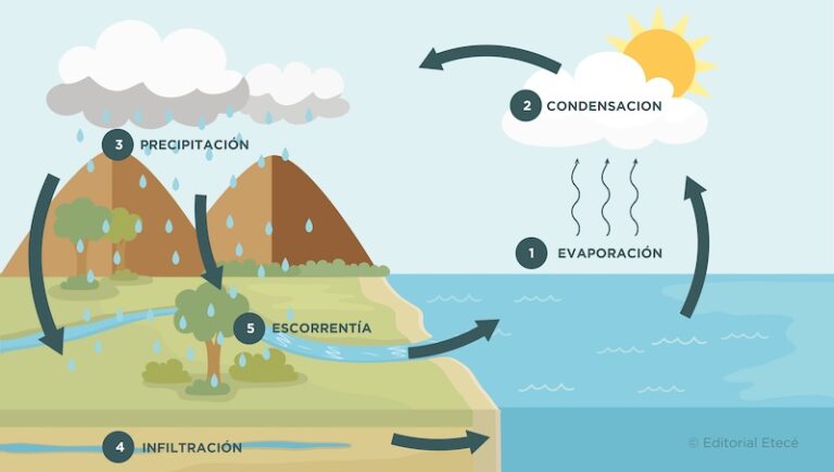 ¿Cuáles son las 6 etapas del ciclo del agua?: Las 6 etapas del ciclo ... ¿Cuáles son las 6 etapas del ciclo del agua?: Las 6 etapas del ciclo ...