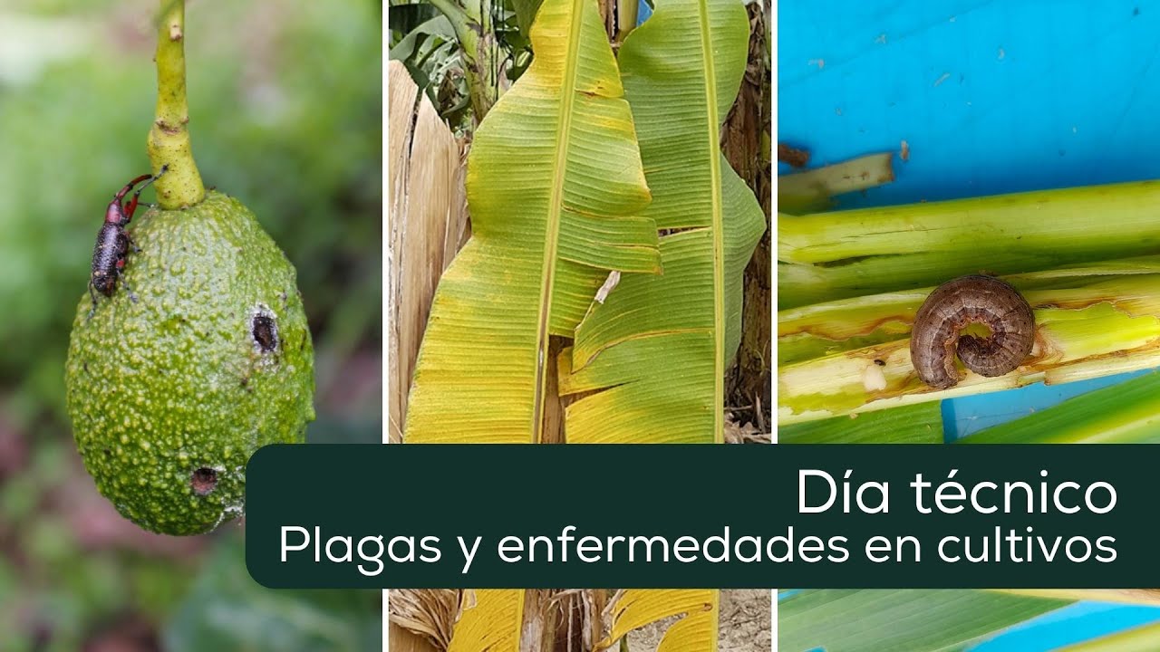 ¿Cuáles son las principales plagas que afectan a los cultivos ... ¿Cuáles son las principales plagas que afectan a los cultivos ...