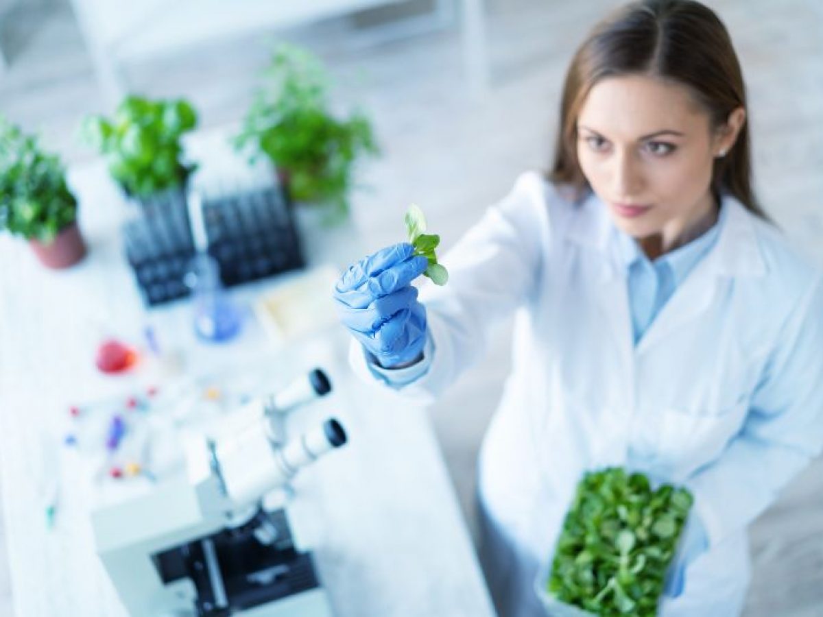 ¿Cuáles son los beneficios de la biotecnología en los alimentos ... ¿Cuáles son los beneficios de la biotecnología en los alimentos ...