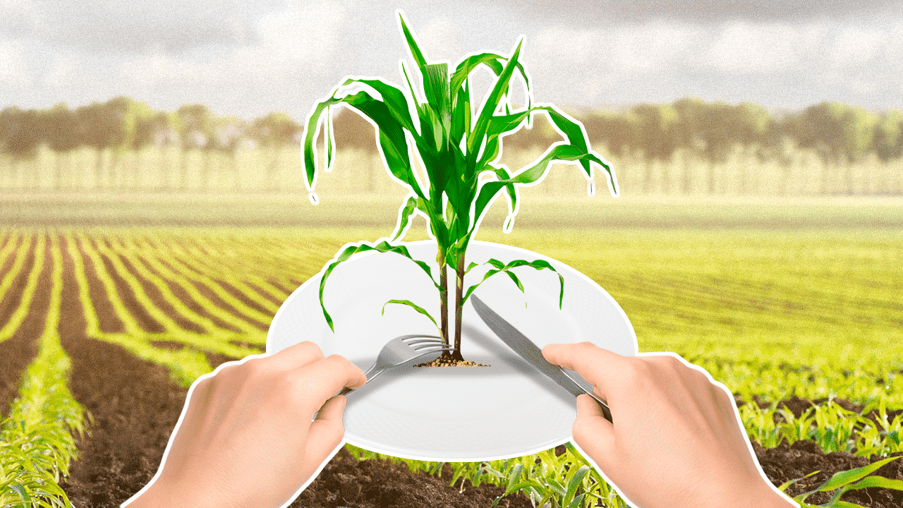 ¿cuál Es La Importancia De La Agricultura En El Desarrollo De La