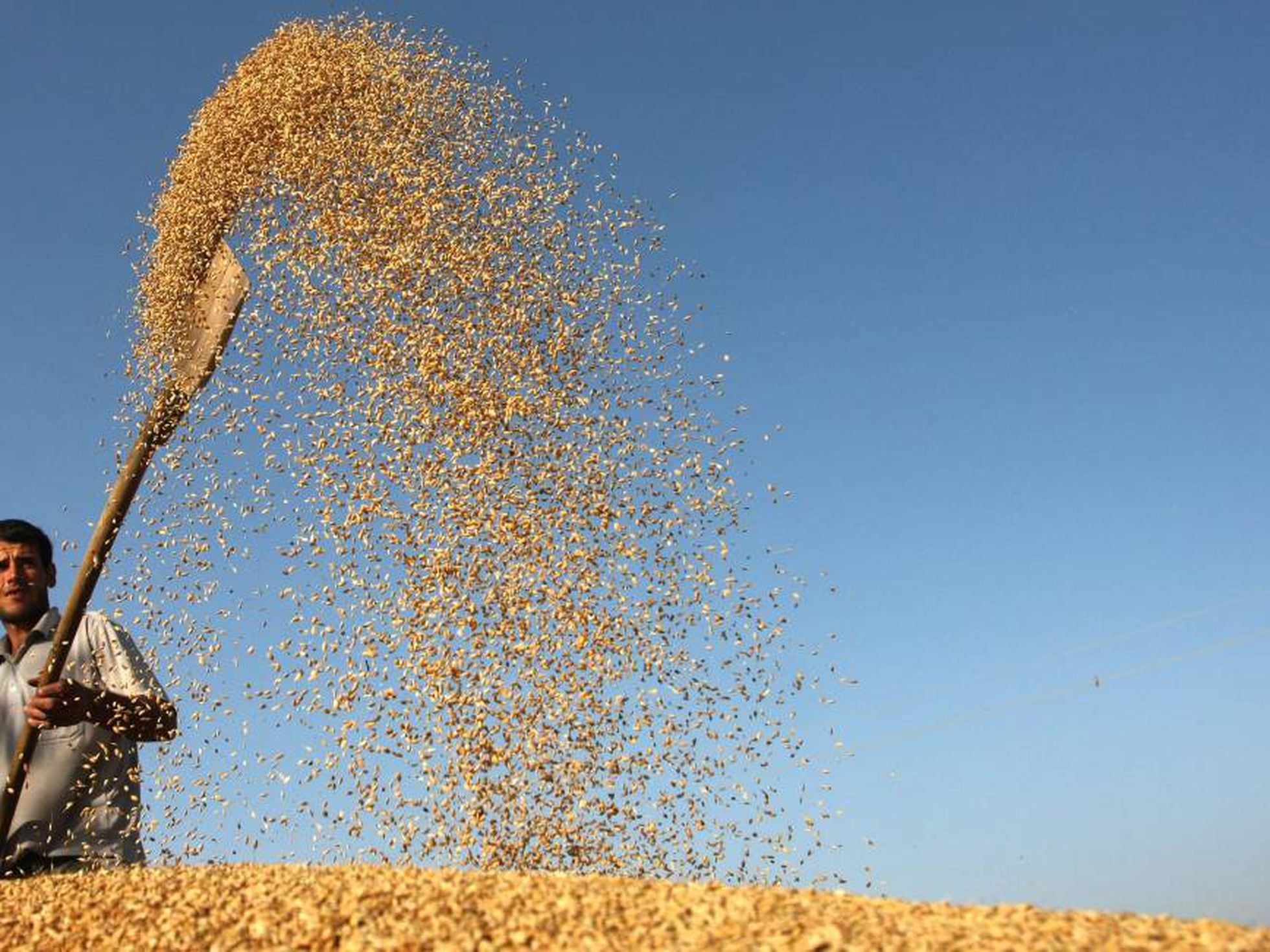 ¿cómo Se Llama El Trigo De Superior Calidad Descubre El Nombre Del