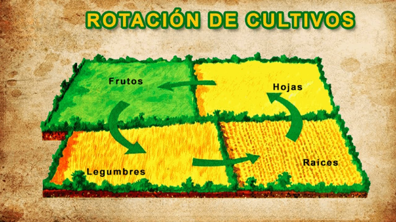 ¿Qué es la rotación del suelo?: Rotación del suelo y su importancia en ... ¿Qué es la rotación del suelo?: Rotación del suelo y su importancia en ...