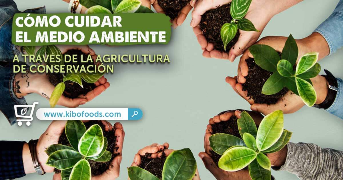 ¿Qué es un ambiente de cultivo?: Aprende todo sobre ambientes de ... ¿Qué es un ambiente de cultivo?: Aprende todo sobre ambientes de ...