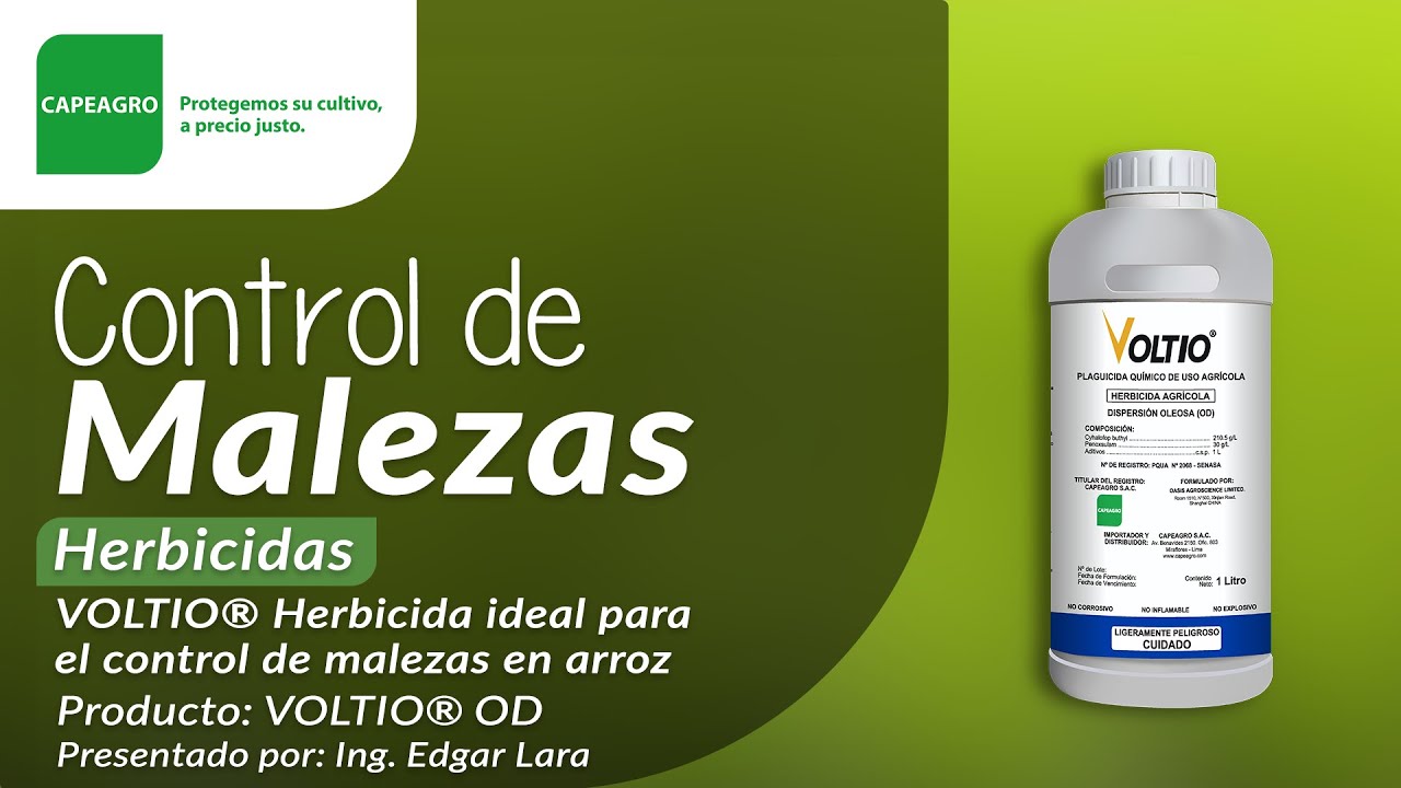 ¿Qué fertilizante se le echa al arroz?: Descubre el mejor fertilizante ... ¿Qué fertilizante se le echa al arroz?: Descubre el mejor fertilizante ...