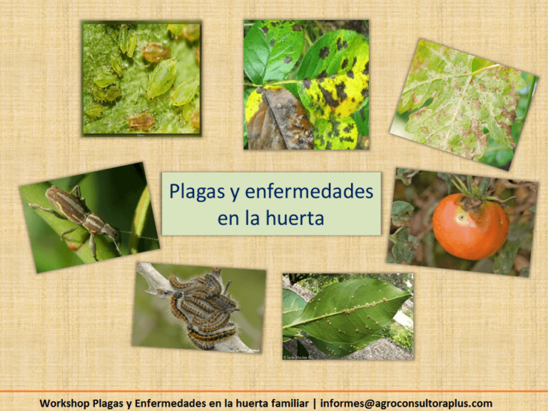 ¿Qué tipos de plagas se pueden presentar en los huertos?: Preven las 5 ... ¿Qué tipos de plagas se pueden presentar en los huertos?: Preven las 5 ...