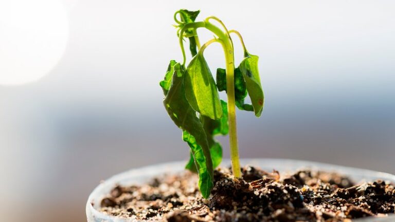 ¿Cuándo se debe abonar las plantas?: 5 claves para saber cuándo abonar ... ¿Cuándo se debe abonar las plantas?: 5 claves para saber cuándo abonar ...