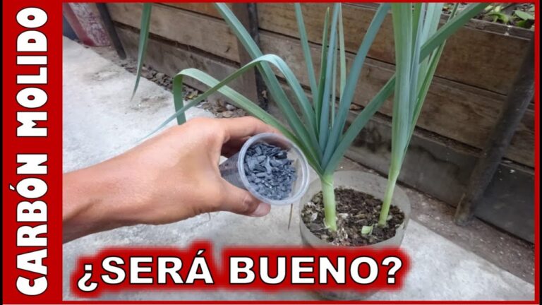 ¿Qué efecto tiene el carbón en las plantas?: Efectos del carbón en las ... ¿Qué efecto tiene el carbón en las plantas?: Efectos del carbón en las ...